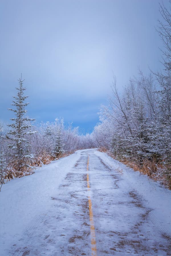 Wintry Trees Lining a Snowy Path Stock Photo - Image of morning ...