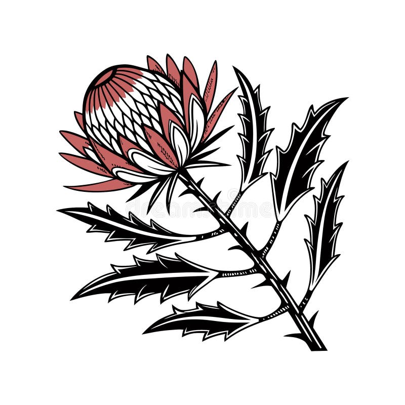 Vibrant Spiky-Leaved Flower Graphic Stock Illustration - Illustration ...