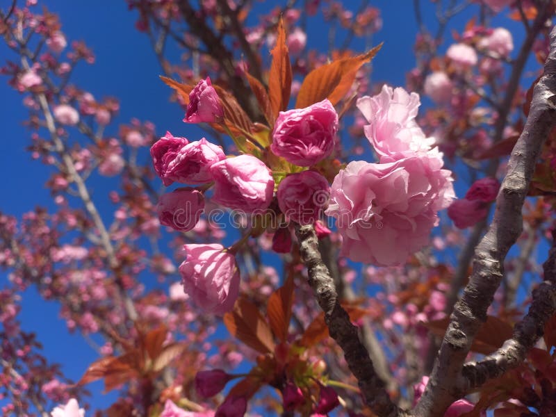 Vibrant Spring Bloom Frame on White Background Stock Photo - Image of ...