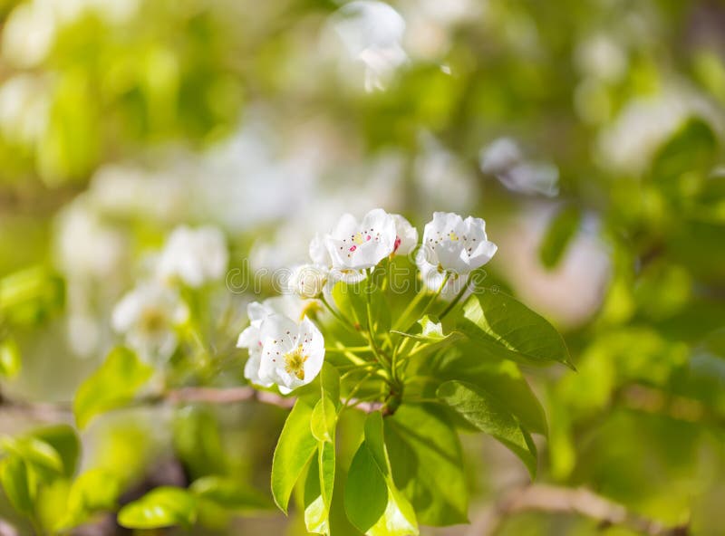 Vibrant Spring Cherry Blossoms. Stock Photo - Image of beauty, closeup ...