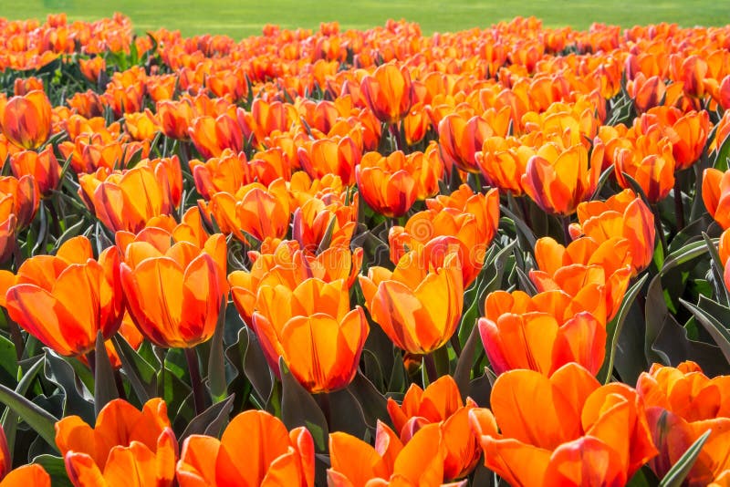 Vibrant spring colours stock image. Image of orange, blooming - 45305295