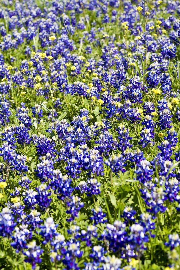 Vibrant Spring Background of Green Grass with White Flowers and Bokeh ...