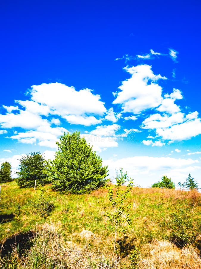 Vibrant Spring Bloom Frame on White Background Stock Photo - Image of ...