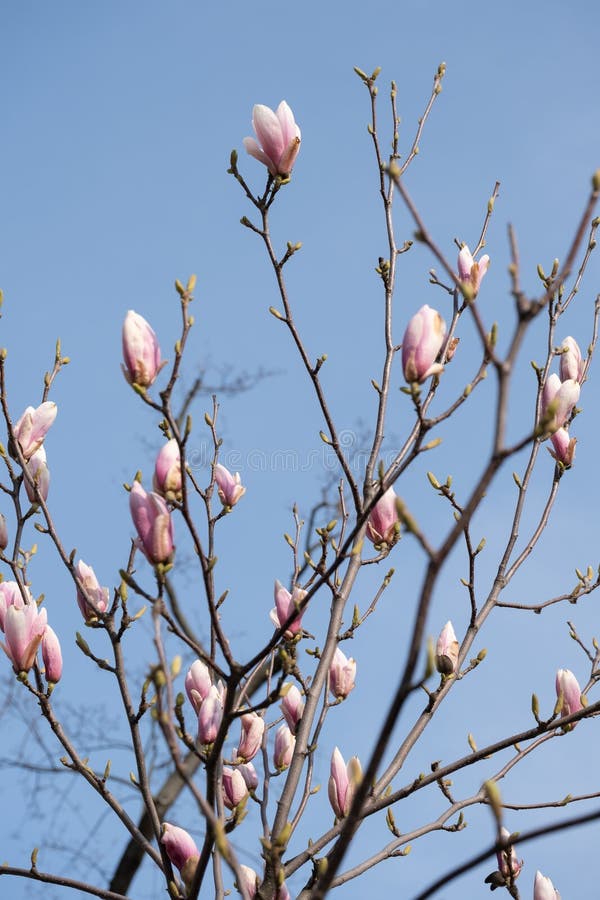Blooming Magnolia Tree with Pink Buds Against Blue Sky Stock Photo ...