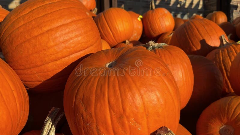 A Vibrant Stack of Pumpkins on a Rustic Table Captures Autumn Stock ...