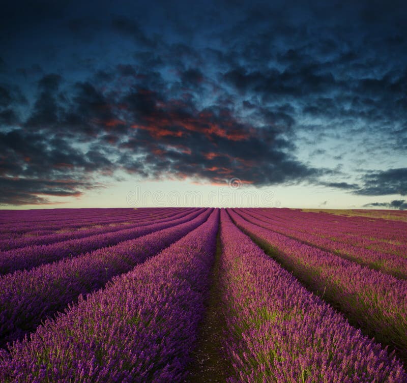Sunset Over Lavender Field Stock Images - Download 793 Royalty Free Photos