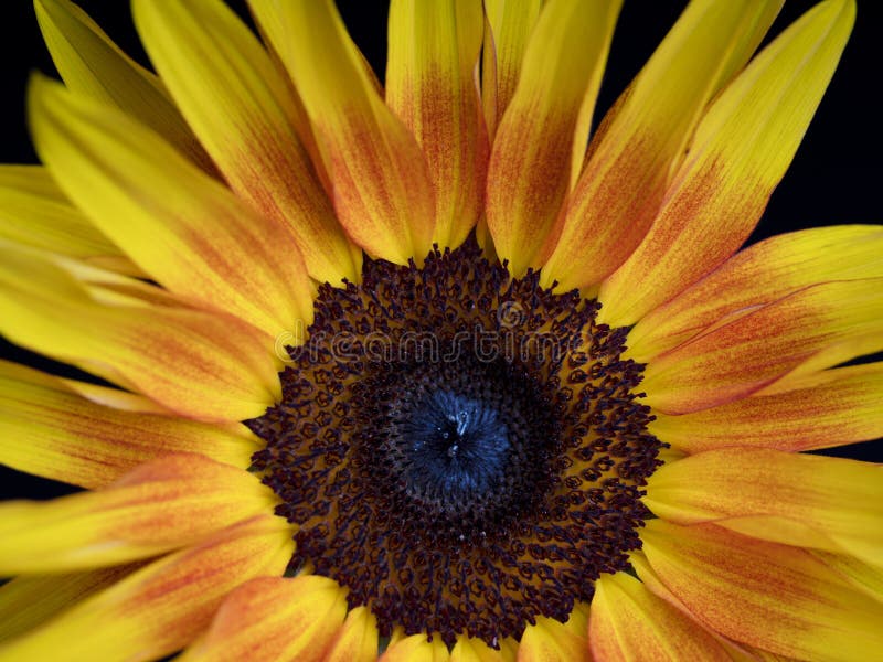 A Vibrant Sunflower Captured in a Studio Setting, Stock Photo - Image ...