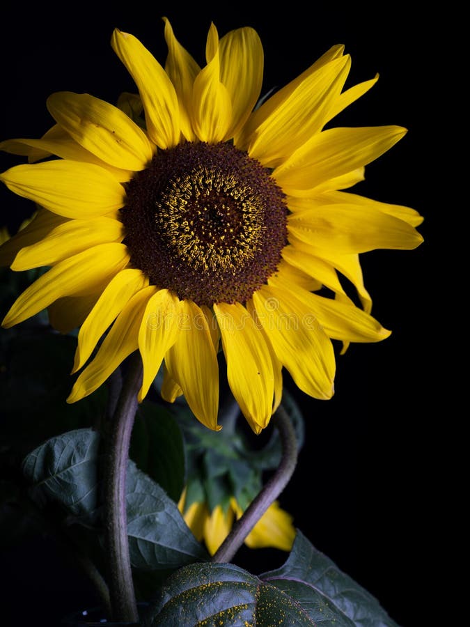 A Vibrant Sunflower Captured in a Studio Setting, Stock Image - Image of lively, petals: 359175265