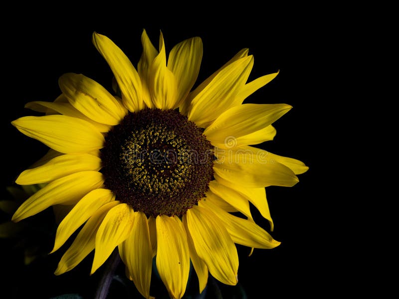 A Vibrant Sunflower Captured in a Studio Setting, Stock Photo - Image ...