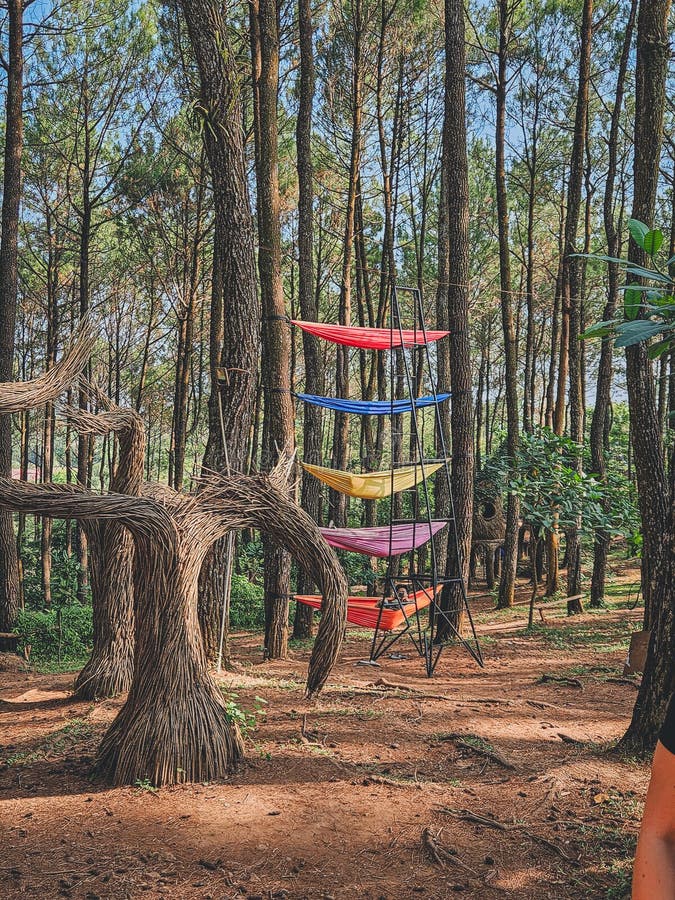 Colorful Tented Structure Amidst Tall Trees in the Forest Stock Photo ...