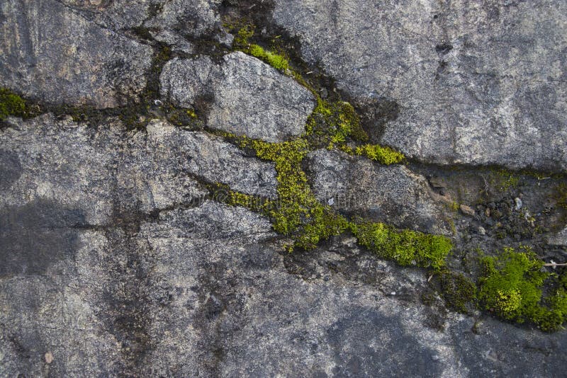 Thick Moss Growing on a Rock Stock Image - Image of life, wild: 100081707
