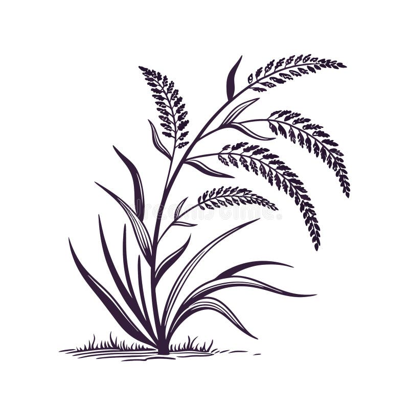 Vibrant Thread Millet Plant Design Stock Illustration - Illustration of ...