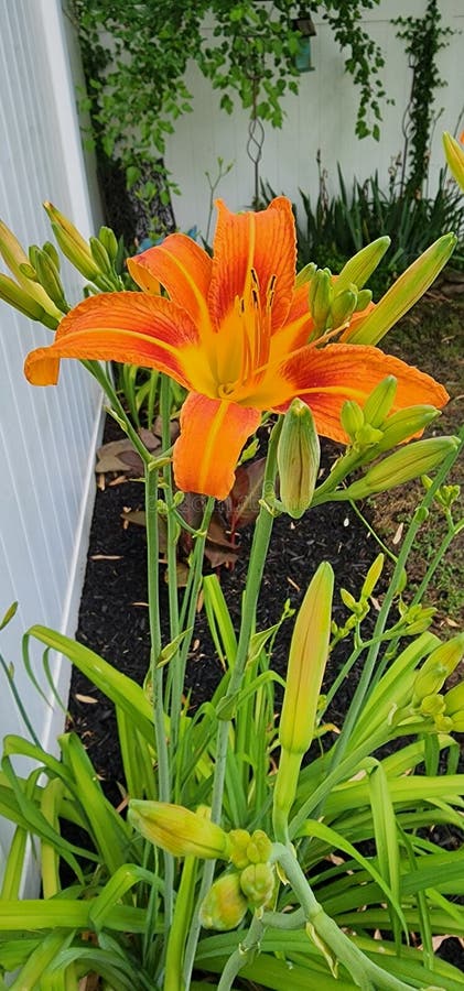 Vibrant Tiger Lilly stock image. Image of tiger, lily - 371749483