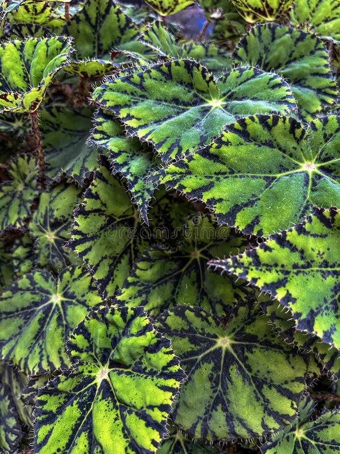 Vibrant Tiger Pattern on Begonia Bauer Leaf - Macro Photography Stock ...