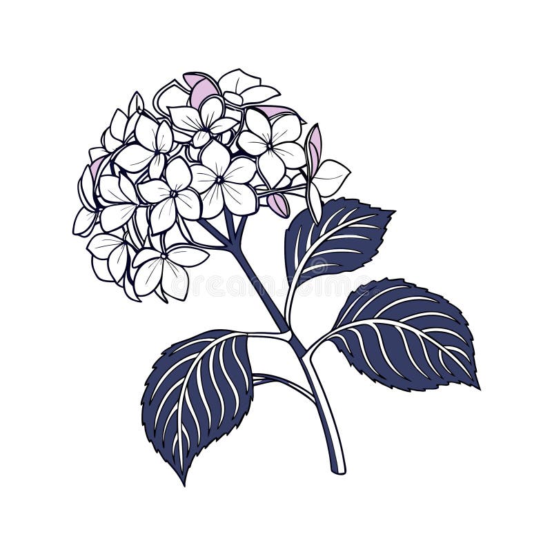 Vibrant Top View of Hydrangea Flower Stock Image - Illustration of ...