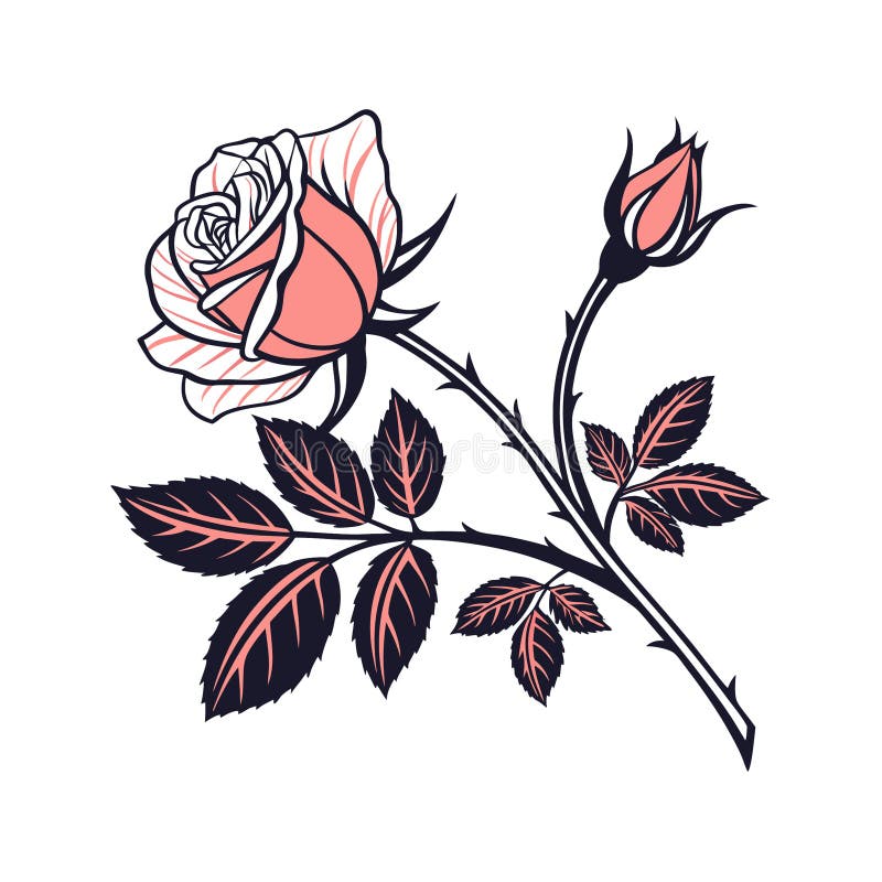 Vibrant Top View of Rose Flower Stock Image - Illustration of outline ...