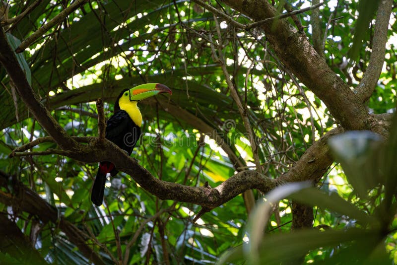 Vibrant Toucan Perched on a Tree Branch, Surrounded by Lush Greenery in ...