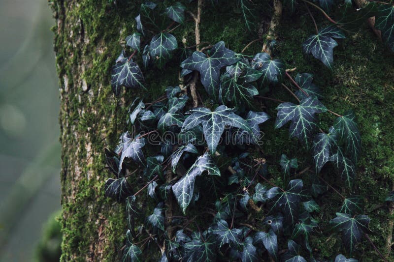 And Vibrant Tree Featuring a Multitude of Eye-catching Common Ivy ...