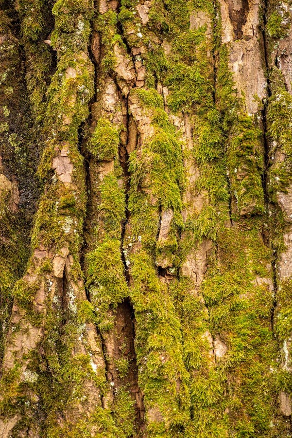 Thick Layer Tree Branch Moss Stock Photos - Free & Royalty-Free Stock ...