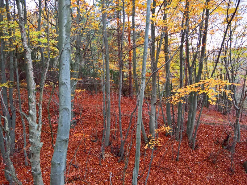 Vibrant Trees Colors in the Fall in the Woods. Stock Photo - Image of ...