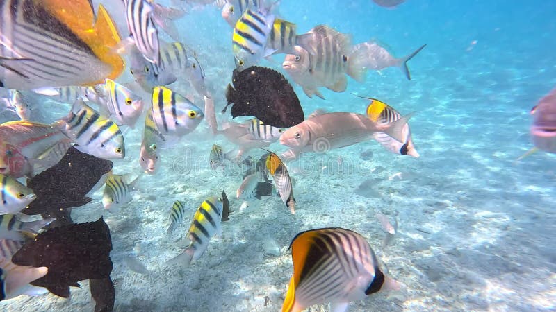 Vibrant Tropical Fish Swimming in Clear Blue Water Stock Video - Video ...