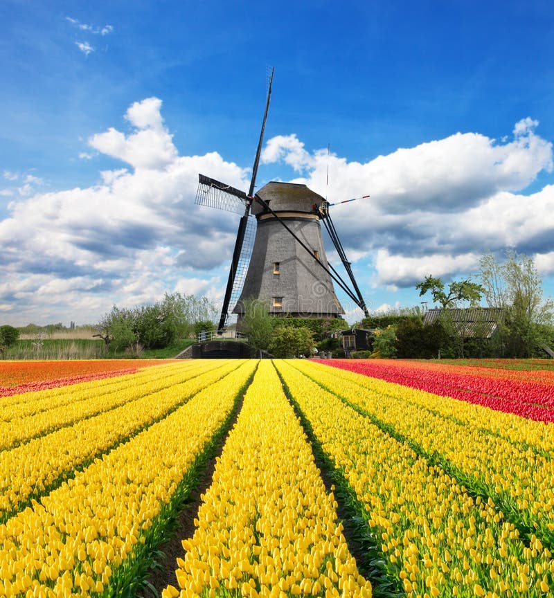 Vibrant Tulips Field with Dutch Windmill Stock Photo - Image of natural ...