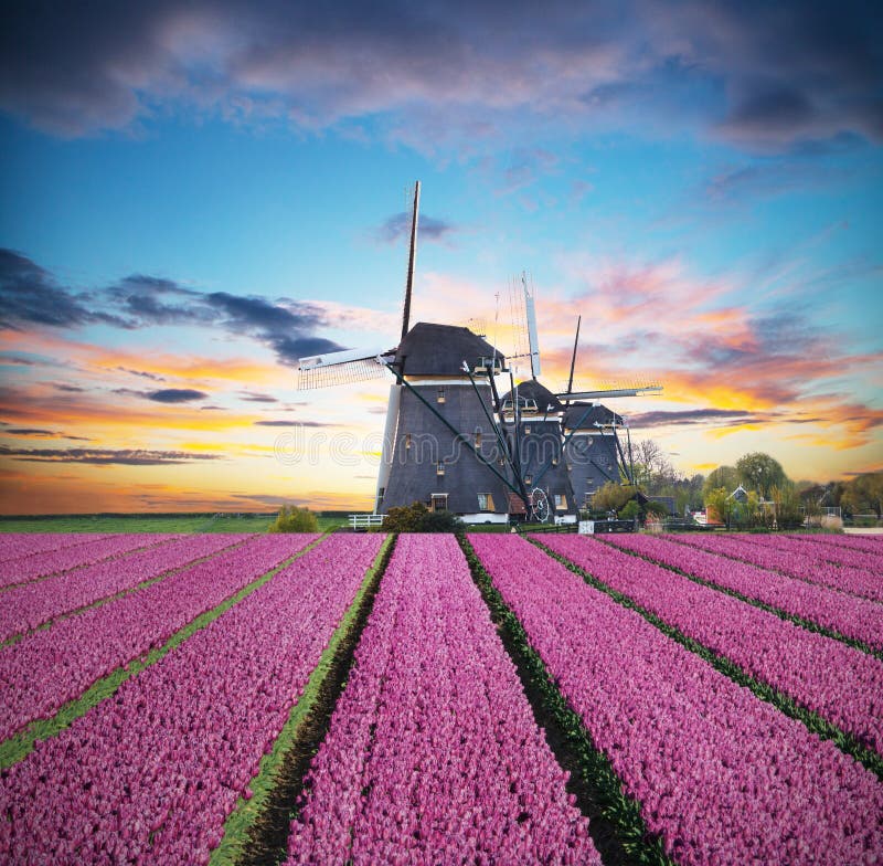 Vibrant Tulips Field with Dutch Windmill Stock Image - Image of evening ...