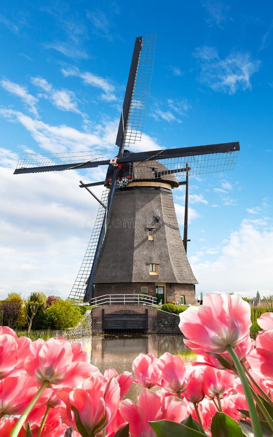 Vibrant Tulips Field with Dutch Windmill Stock Image - Image of scene ...