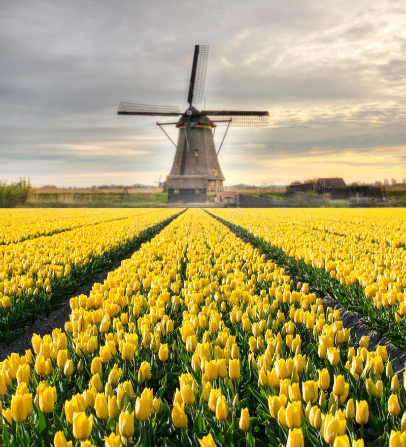 Vibrant Tulips Field with Dutch Windmill Stock Photo - Image of holland ...