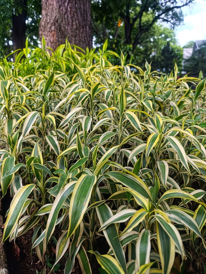 Vibrant Variegated Foliage of a Dracaena Plant Stock Photo - Image of ...