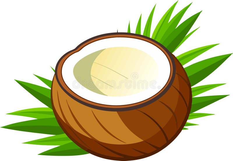 A Vibrant Vector Illustration of a Coconut Fruit, Highlighting Its ...