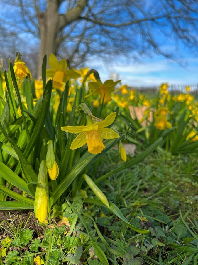 Vibrant Vertical Image of a Selection of Yellow Daffodils in Full Bloom ...
