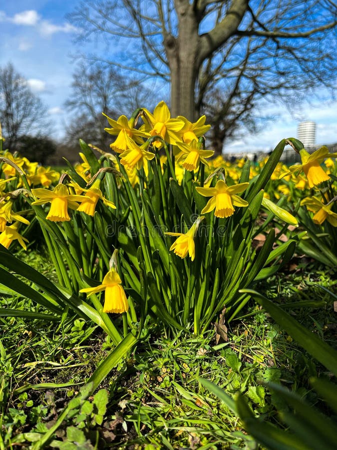 Vibrant Vertical Image of a Selection of Yellow Daffodils in Full Bloom ...