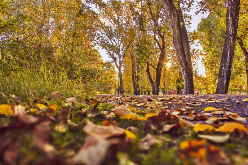 Low Angle View of Fall Foliage Stock Image - Image of autumn, sunny ...