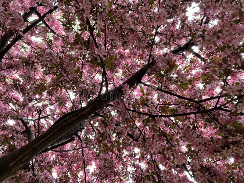 Cherry Blossom Canopy View. Stock Image - Image of garden, bloom: 358040157