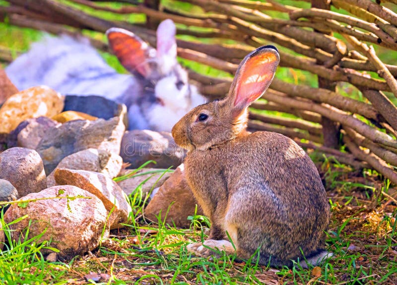 Vibrant View of Rabbit on Farm Stock Image - Image of baby, beautiful ...