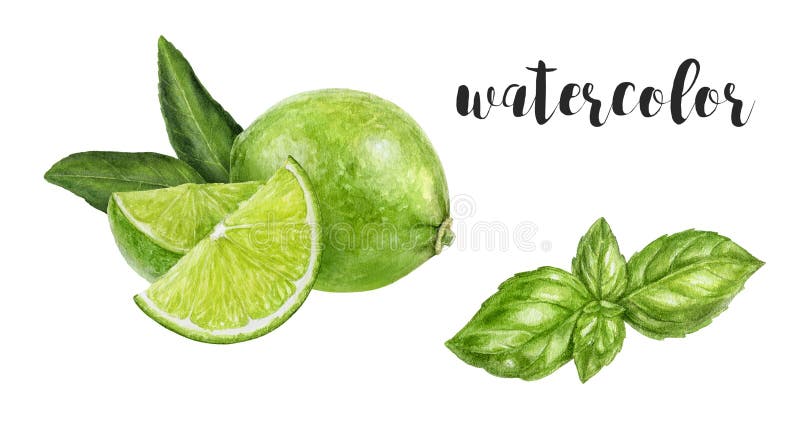A Beautiful and Vibrant Watercolor Illustration Showcasing Both Lime ...