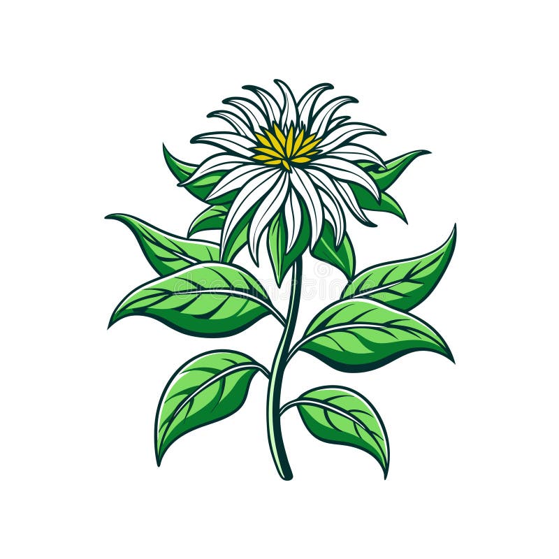 Vibrant Wild Bergamot Plant Design Stock Illustrations – 6 Vibrant Wild ...