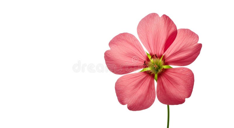 Vibrant Wildflower with Delicate Petals Stock Image - Image of ...