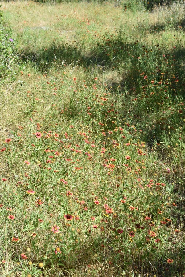 Vibrant Wildflowers in Bloom Stock Photo - Image of rural, botany ...