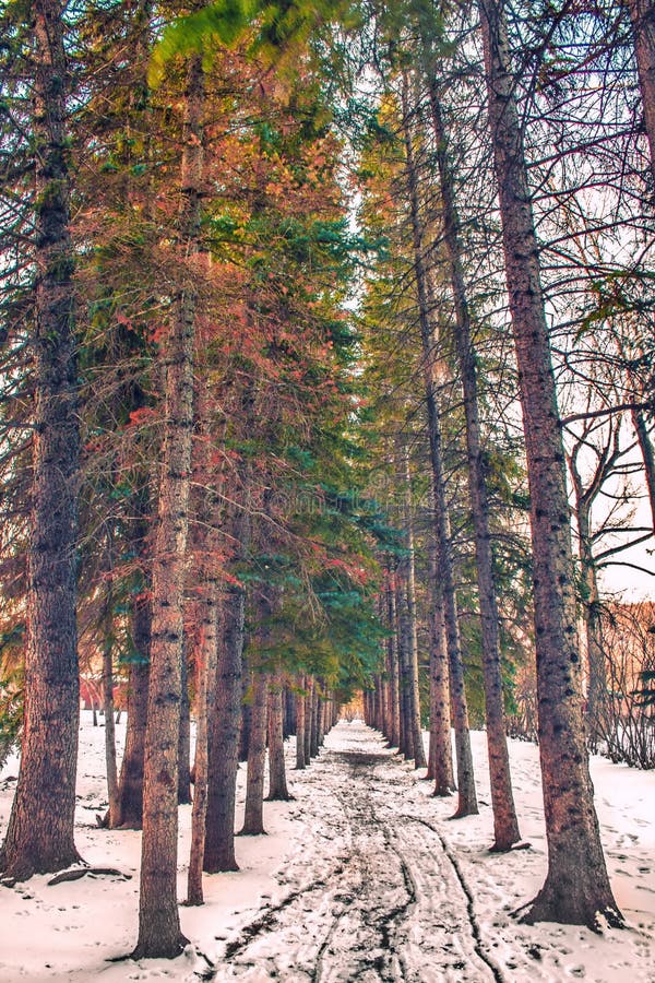 Winter Pathway Along the Bow River by Downtown Calgary Stock Image ...