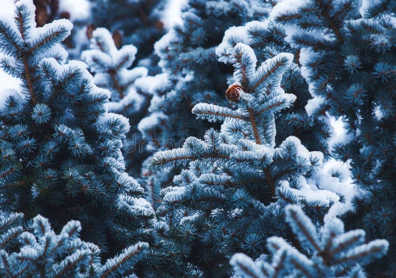 Vibrant Winter Scene Featuring a Barren Landscape of Snow-covered Pine ...