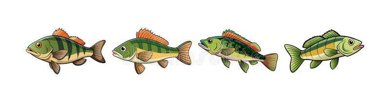 Vibrant Wrasse Bass Realistic Underwater Artwork Stock Illustrations ...