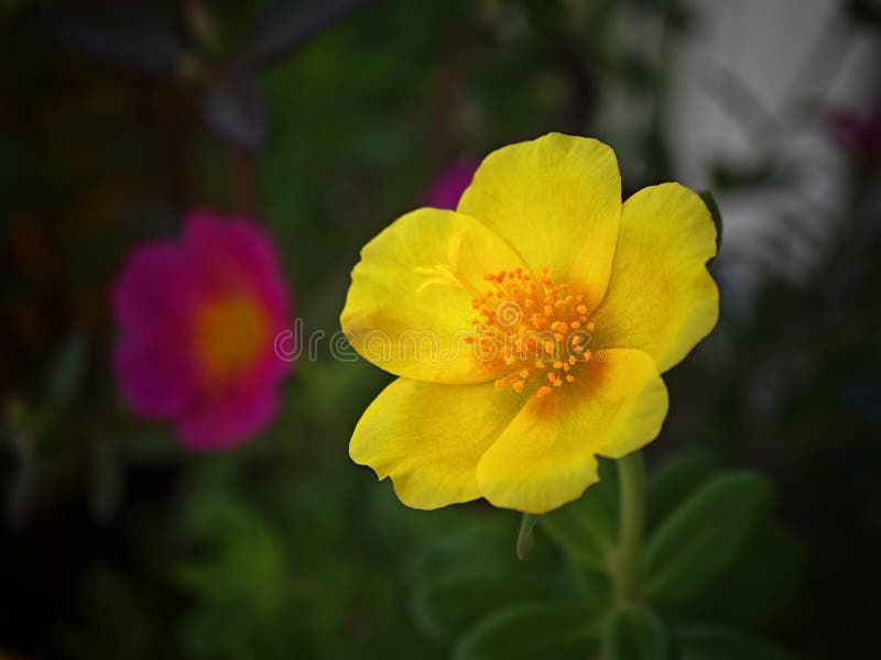 An Image of a Small Yellow Flower with Many Flowers Around it Stock ...