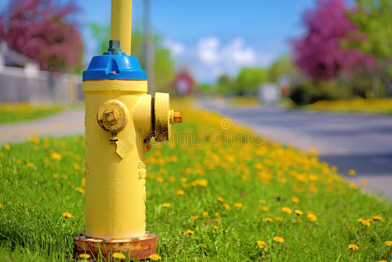 A Vibrant Yellow Fire Hydrant with a Blue Cap in Springtime Stock Image ...