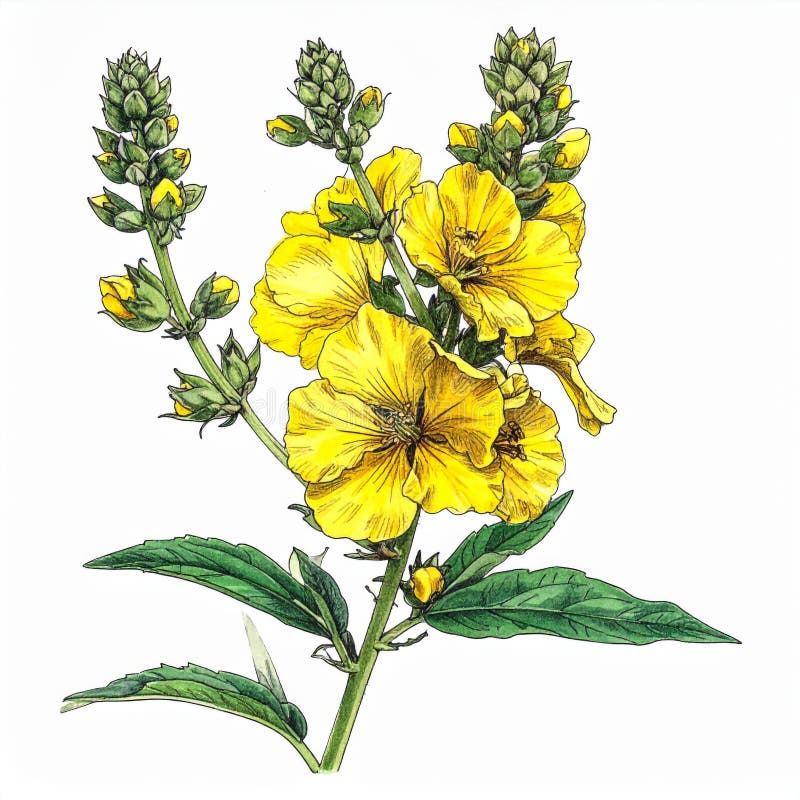 Vibrant Yellow Flower Botanical Illustration Stock Image - Illustration ...