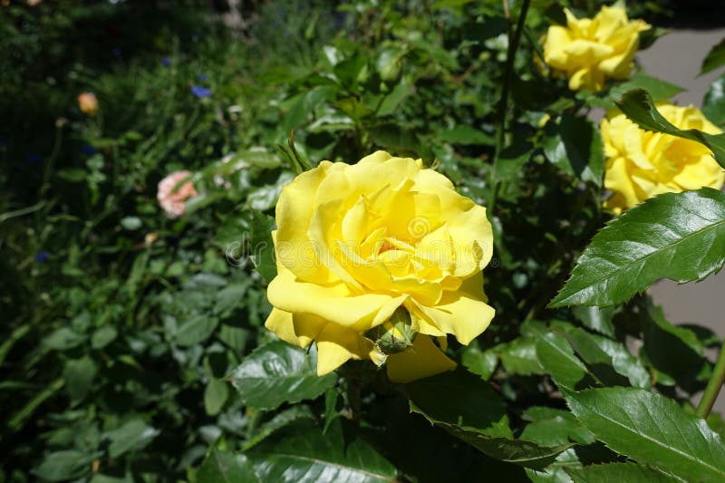 Vibrant Yellow Flowers in the Leafage of Rose in June Stock Image ...