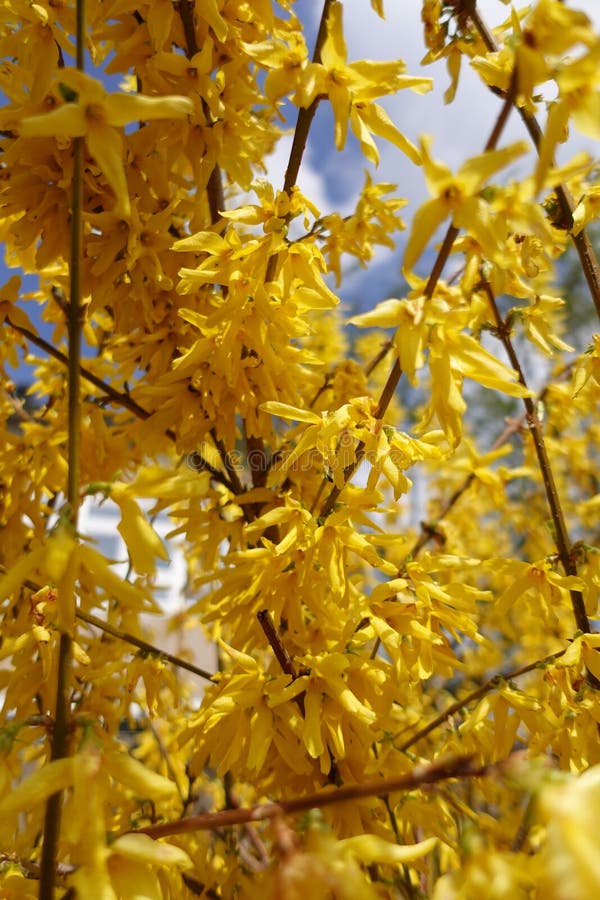 Vibrant Yellow Forsythia Flowers in Full Bloom at the Beginning of ...