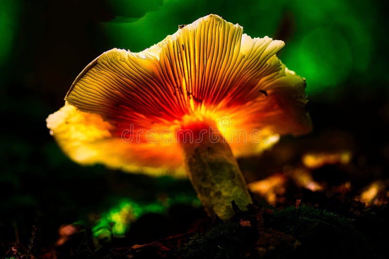 A Yellow Mushroom is Lit by the Light from Behind it Stock Photo ...