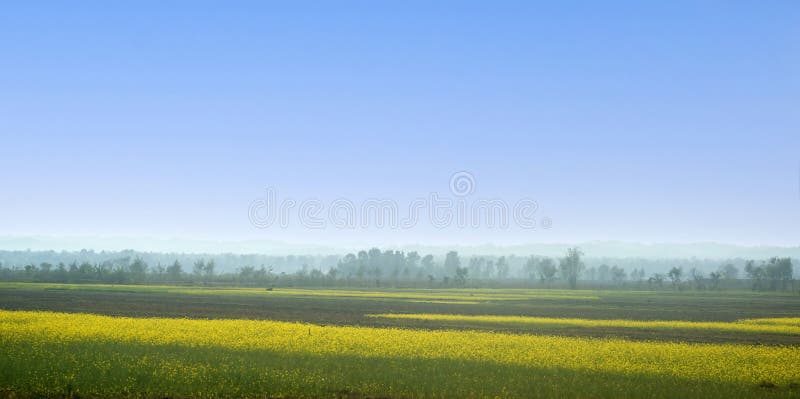 Yellow Mustard Field Farm with Mustard Flowers Farming for Oil Stock ...